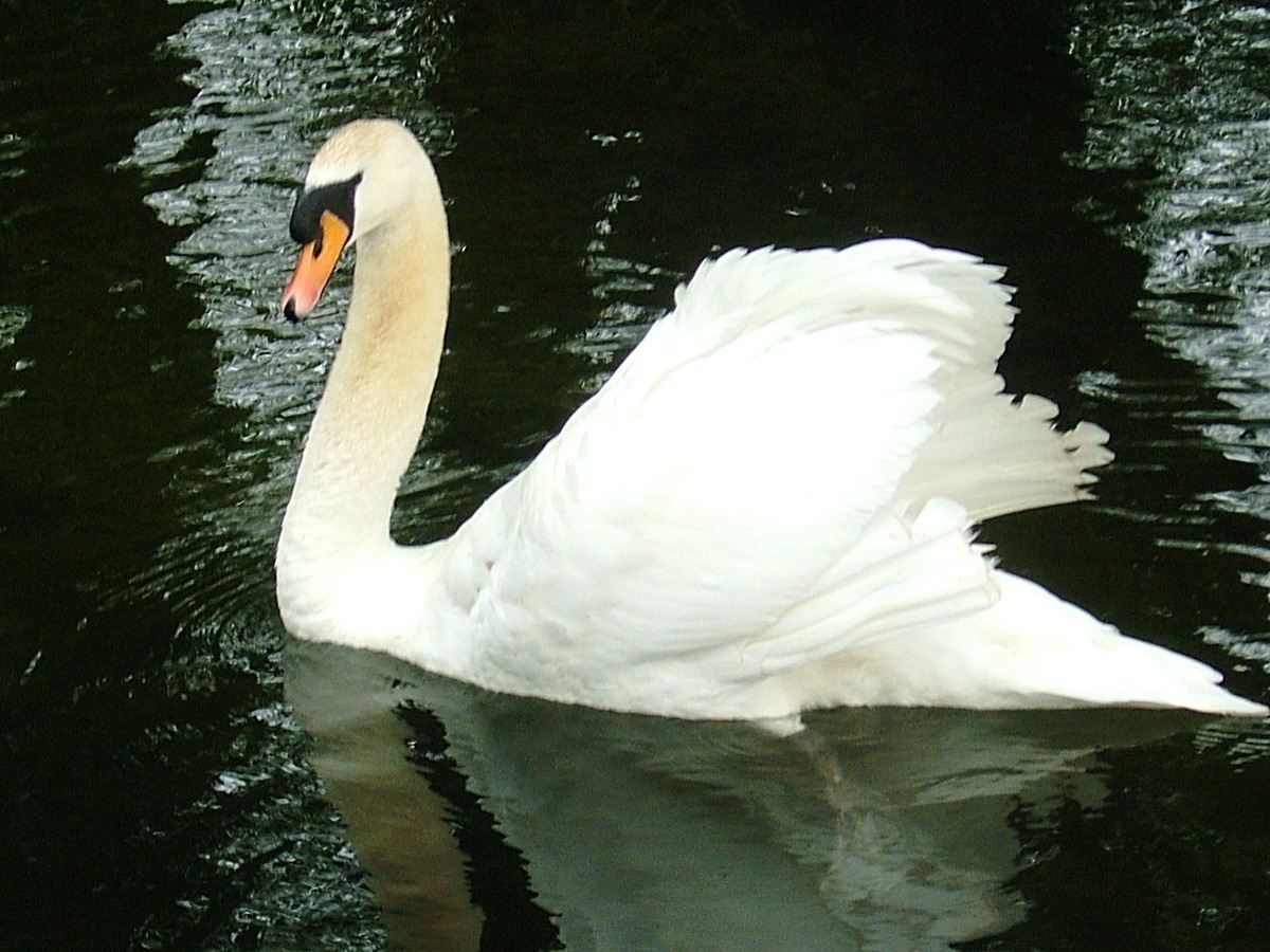 Swan lake - Tewin Village