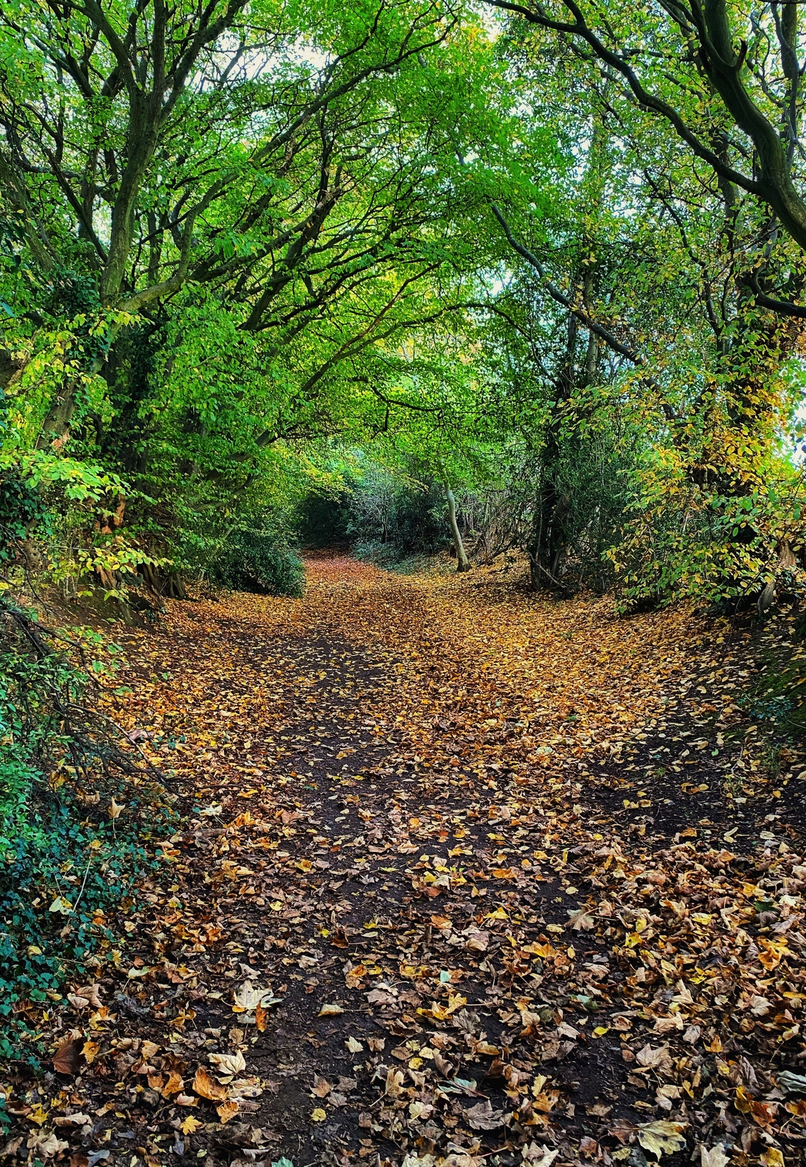 Welcome to Tewin - Tewin Village