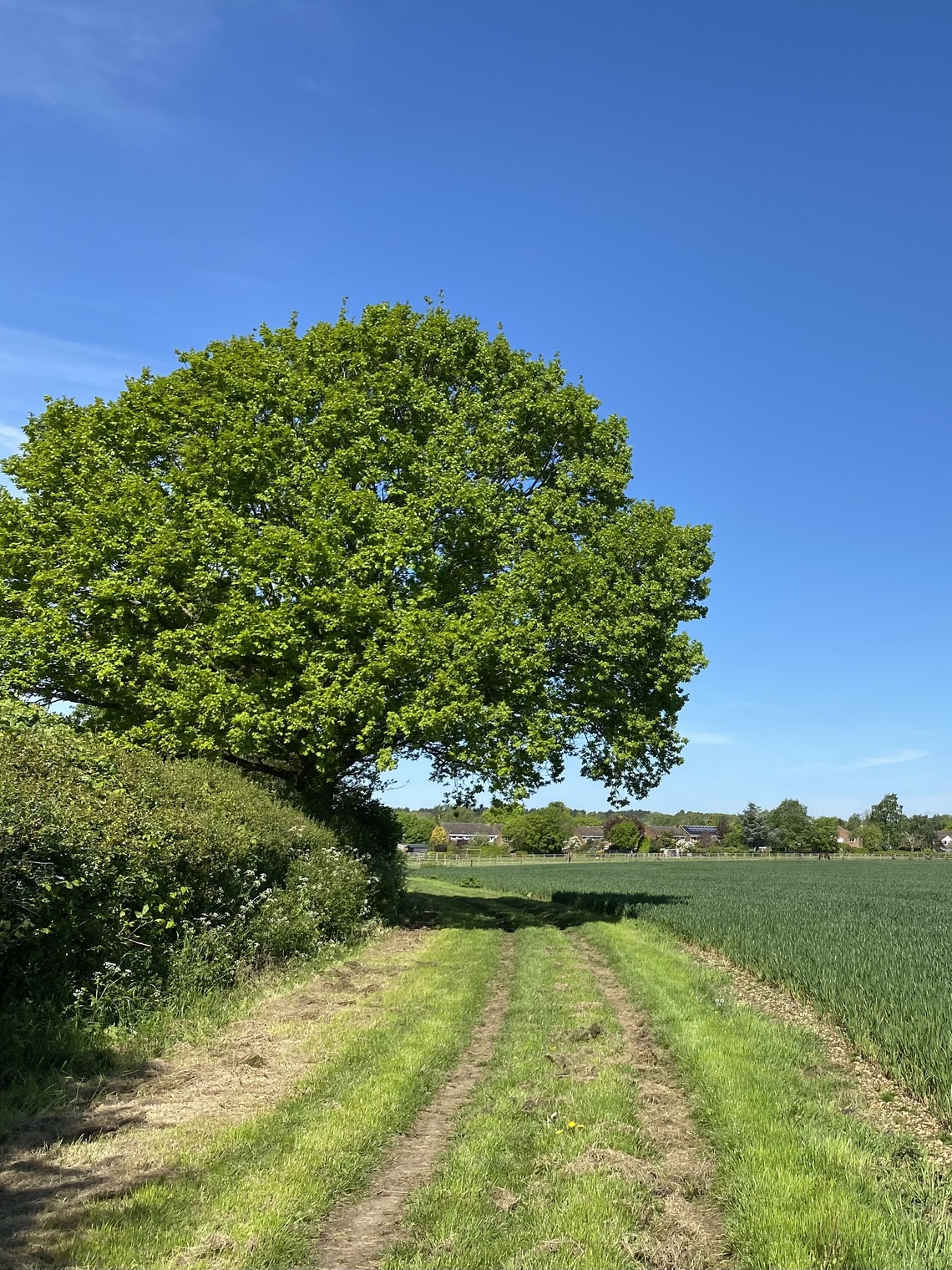 Welcome to Tewin - Tewin Village